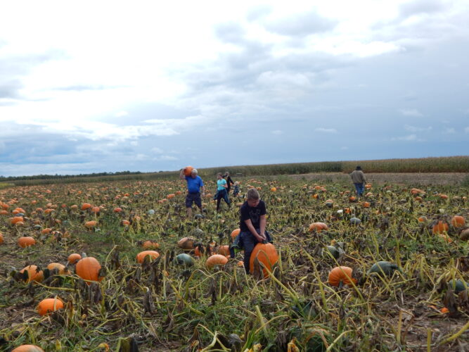 Pumpkin Patch | News, Sports, Jobs - Daily Press